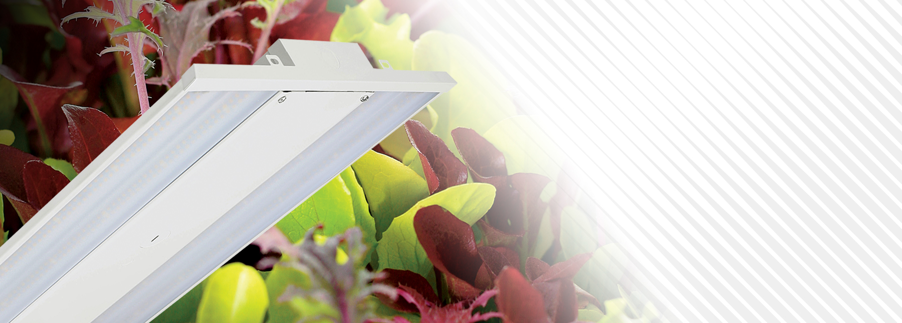 LED Grow Lights - Growlite